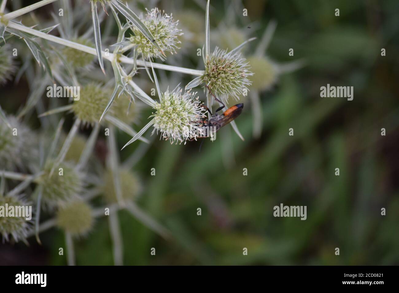 red Face masked bee on Watling street thistle Stock Photo - Alamy