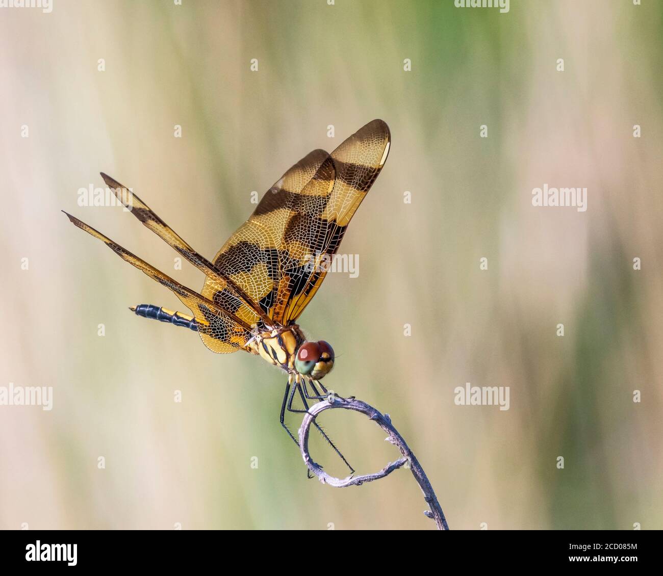 Pennant family hi-res stock photography and images - Alamy