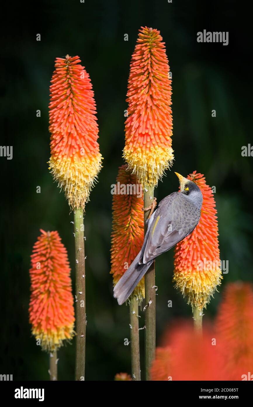 A pollen-covered Noisy Miner forages for nectar on Red Hot Poker Plants ...