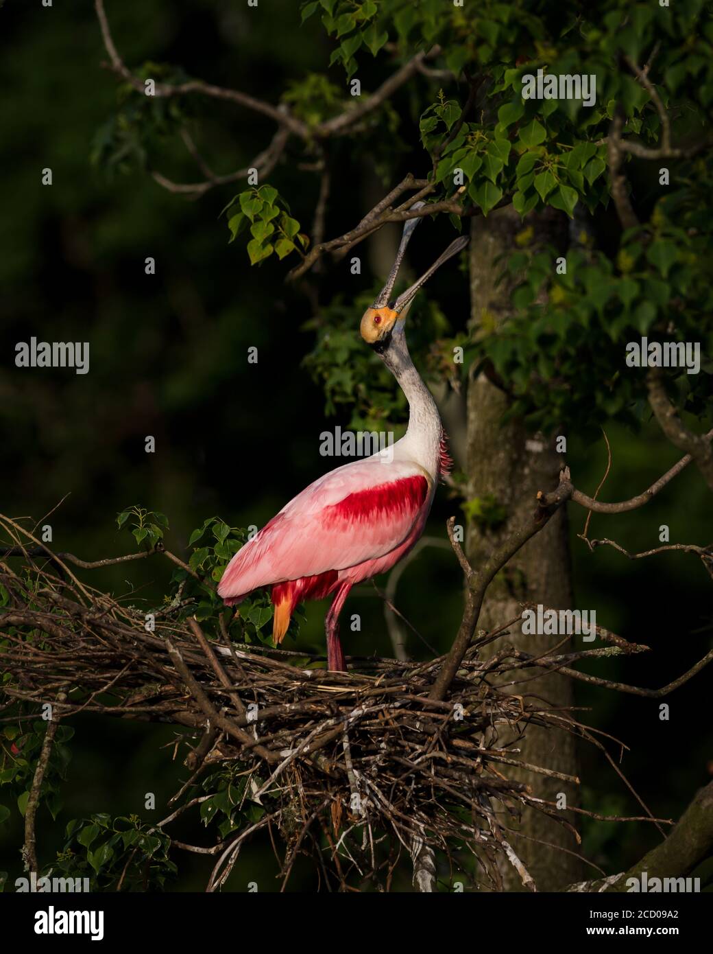 Adult spoonbill hi-res stock photography and images - Alamy