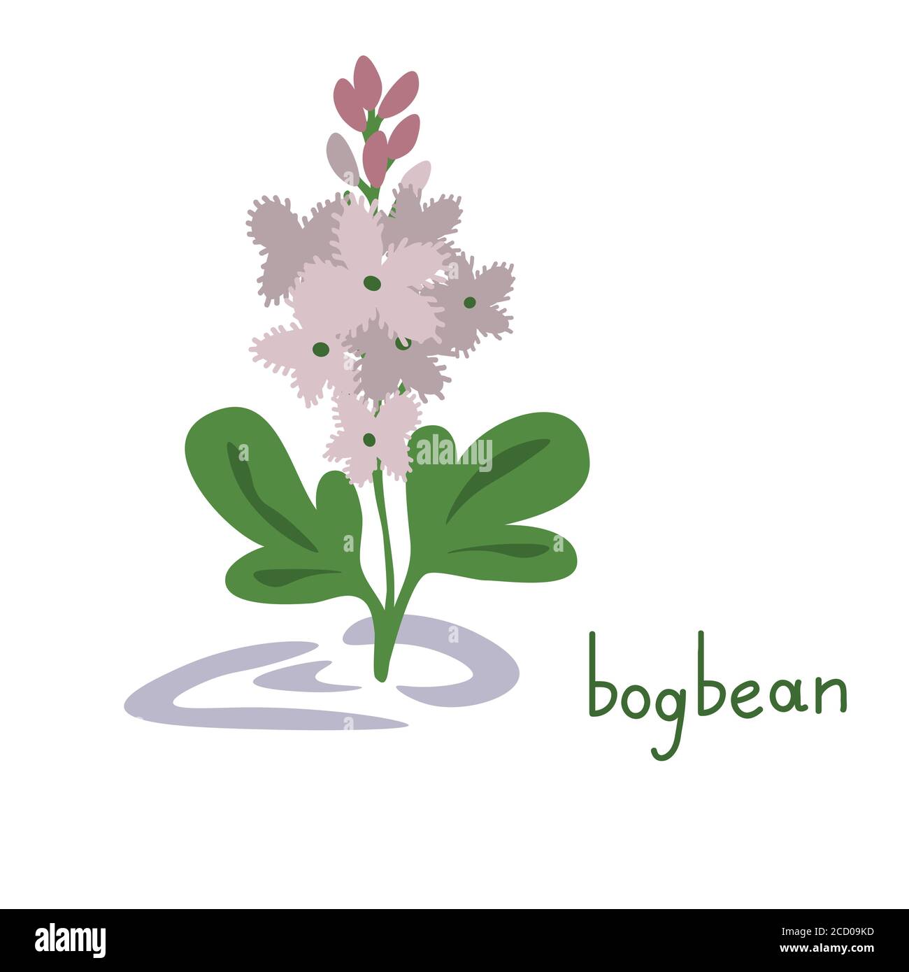 Bogbean illustration Stock Vector Images - Alamy