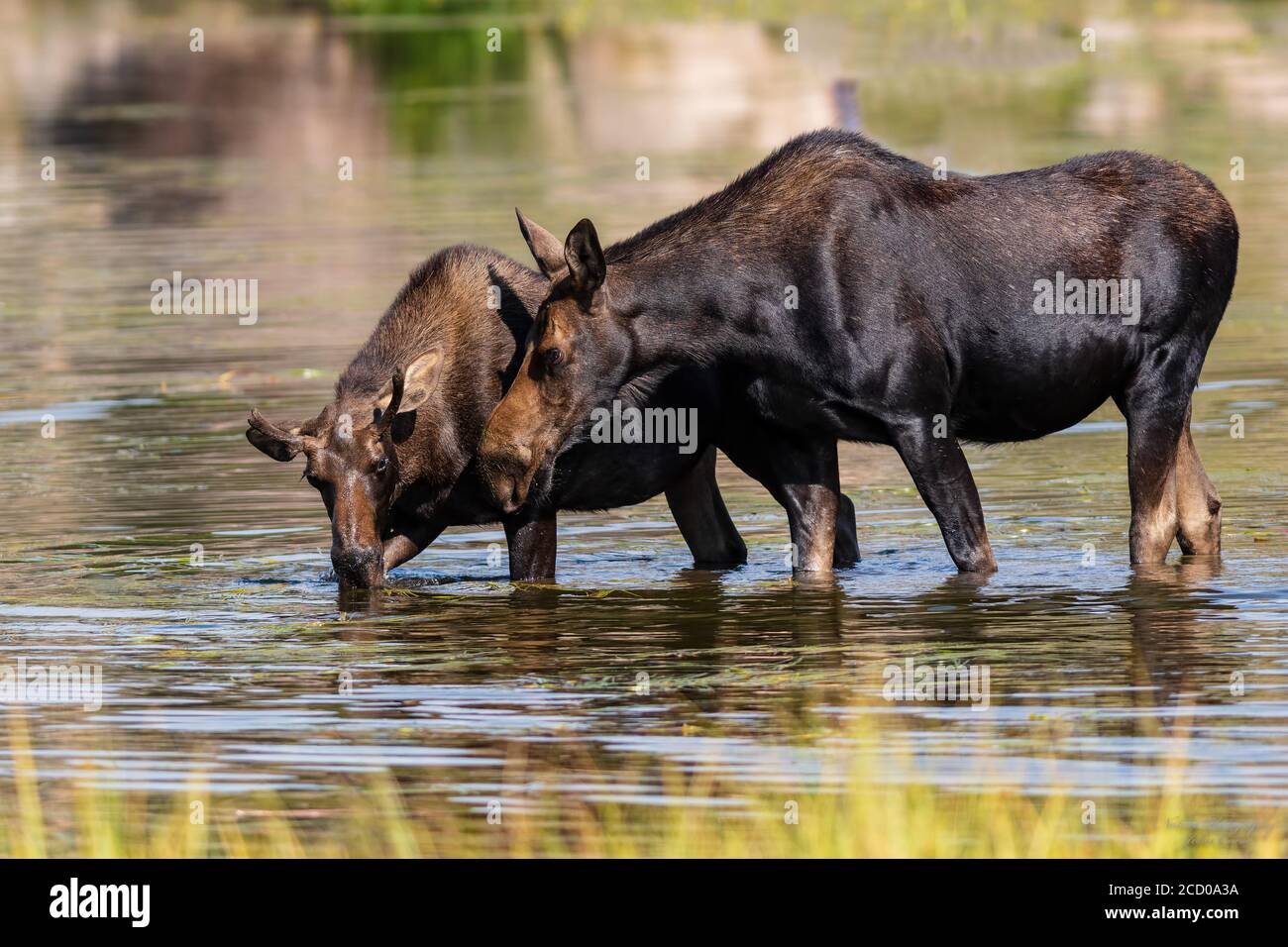 Female moose hi-res stock photography and images - Alamy