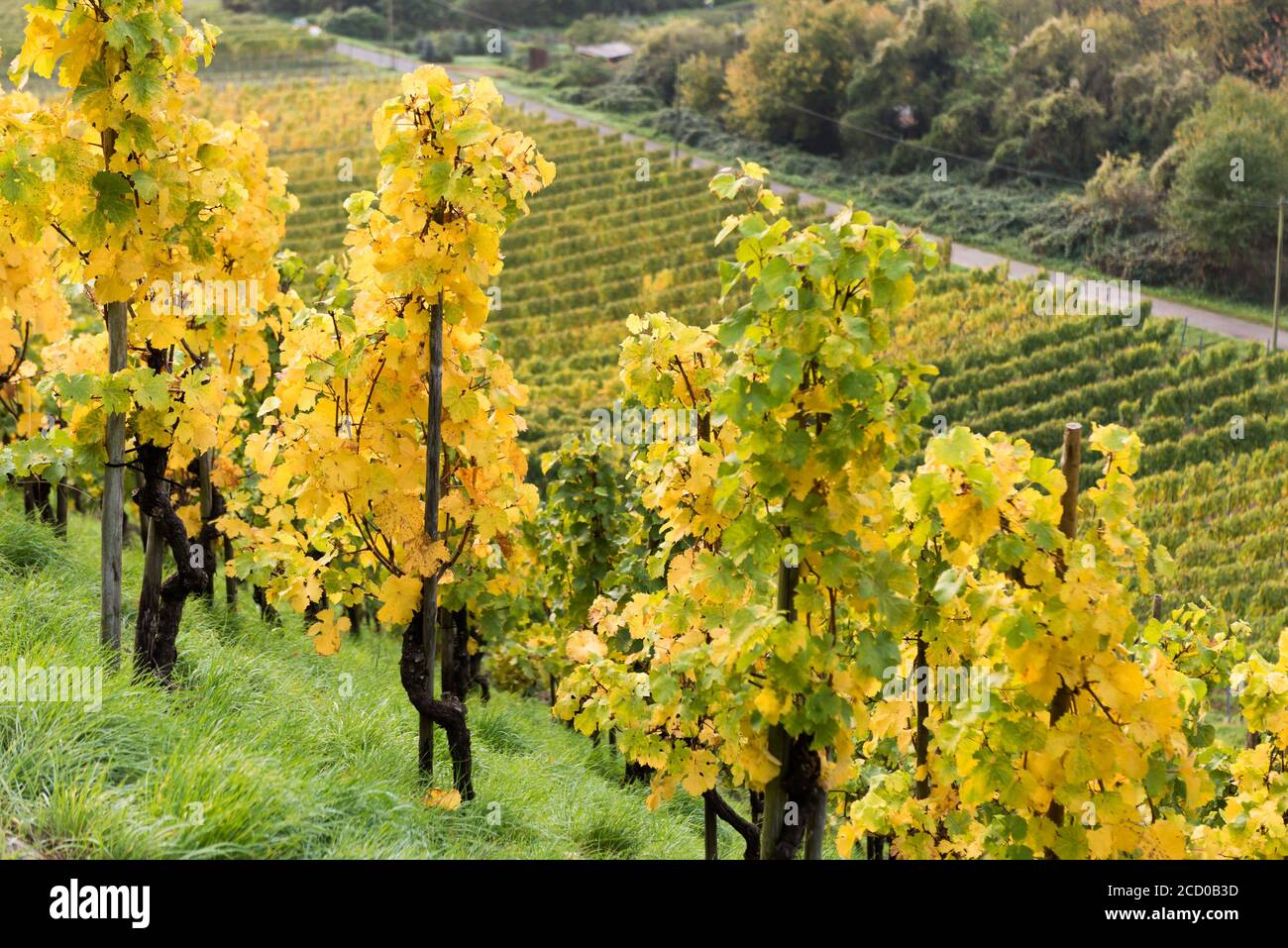 Vines with yellow leaves stand on a steep vineyard slope in Germany in ...