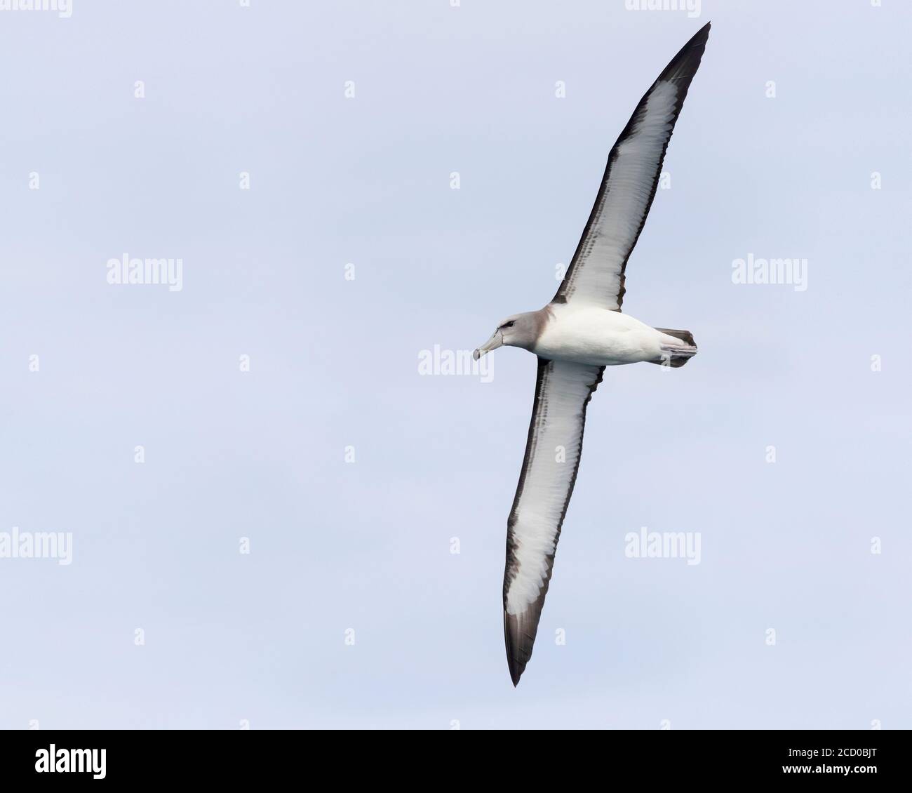 Shy albatross thalassarche hi-res stock photography and images - Alamy