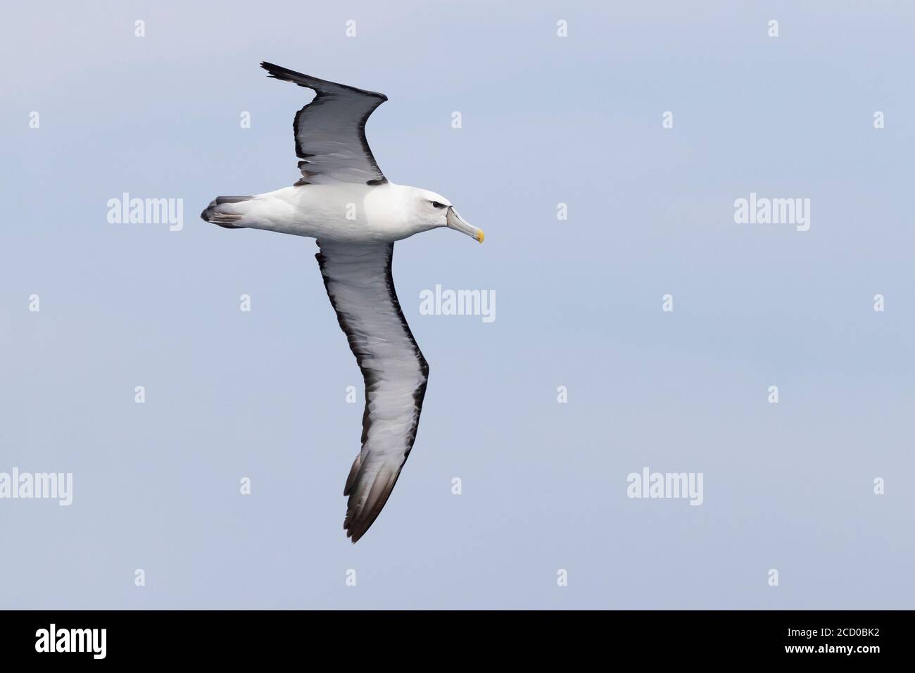 Shy Albatross (Thalassarche cauta), adult in flight seen from below ...
