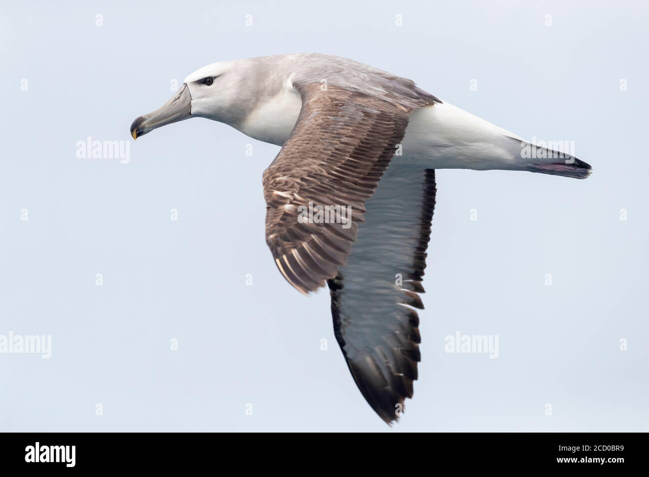Shy Albatross (Thalassarche cauta), side view of a juvenile in flight ...