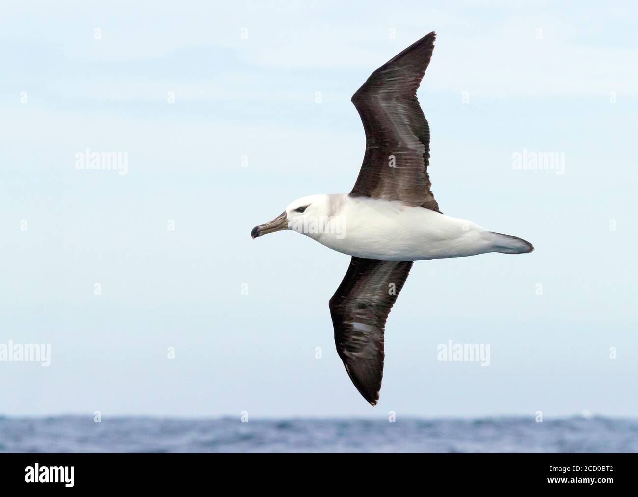 Black-browed Albatross (Talassarche melanophris), juvenile in flight ...