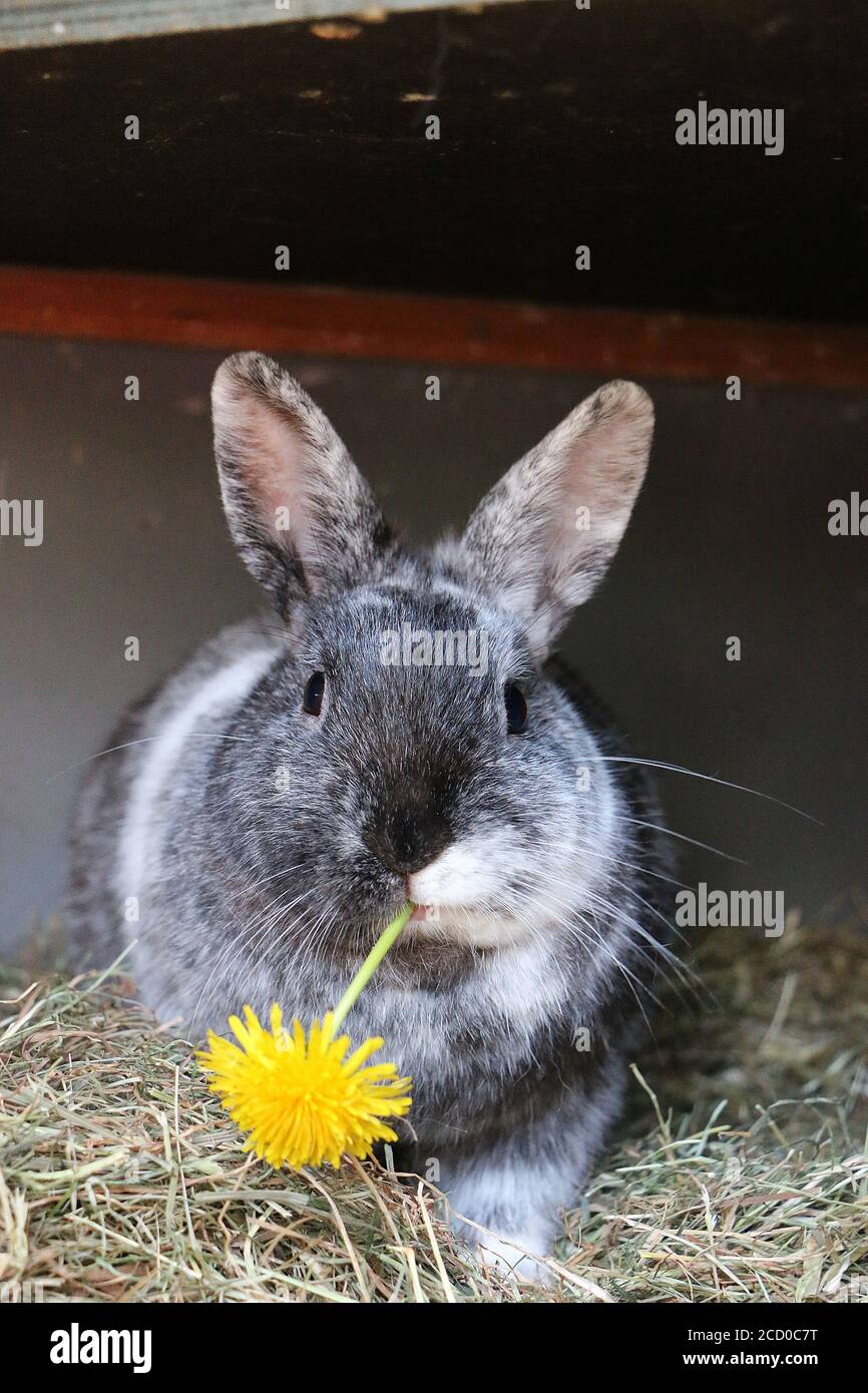 Vertical shot of a cute grey rabbit eating a yellow dandelion Stock ...