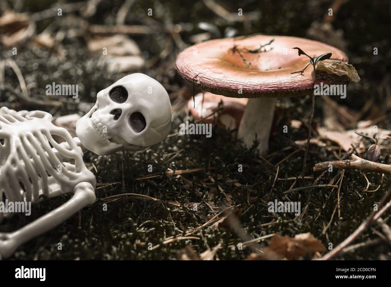 Skeleton on the grass next to the mushroom. Concept on the topic of ...