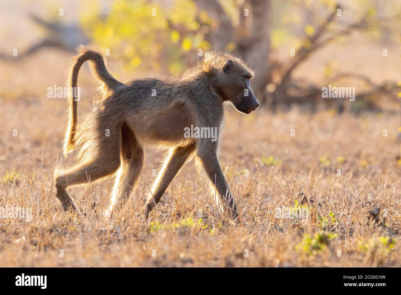 Cape Baboon (Papio ursinus), side view of an adult male walking on the ...