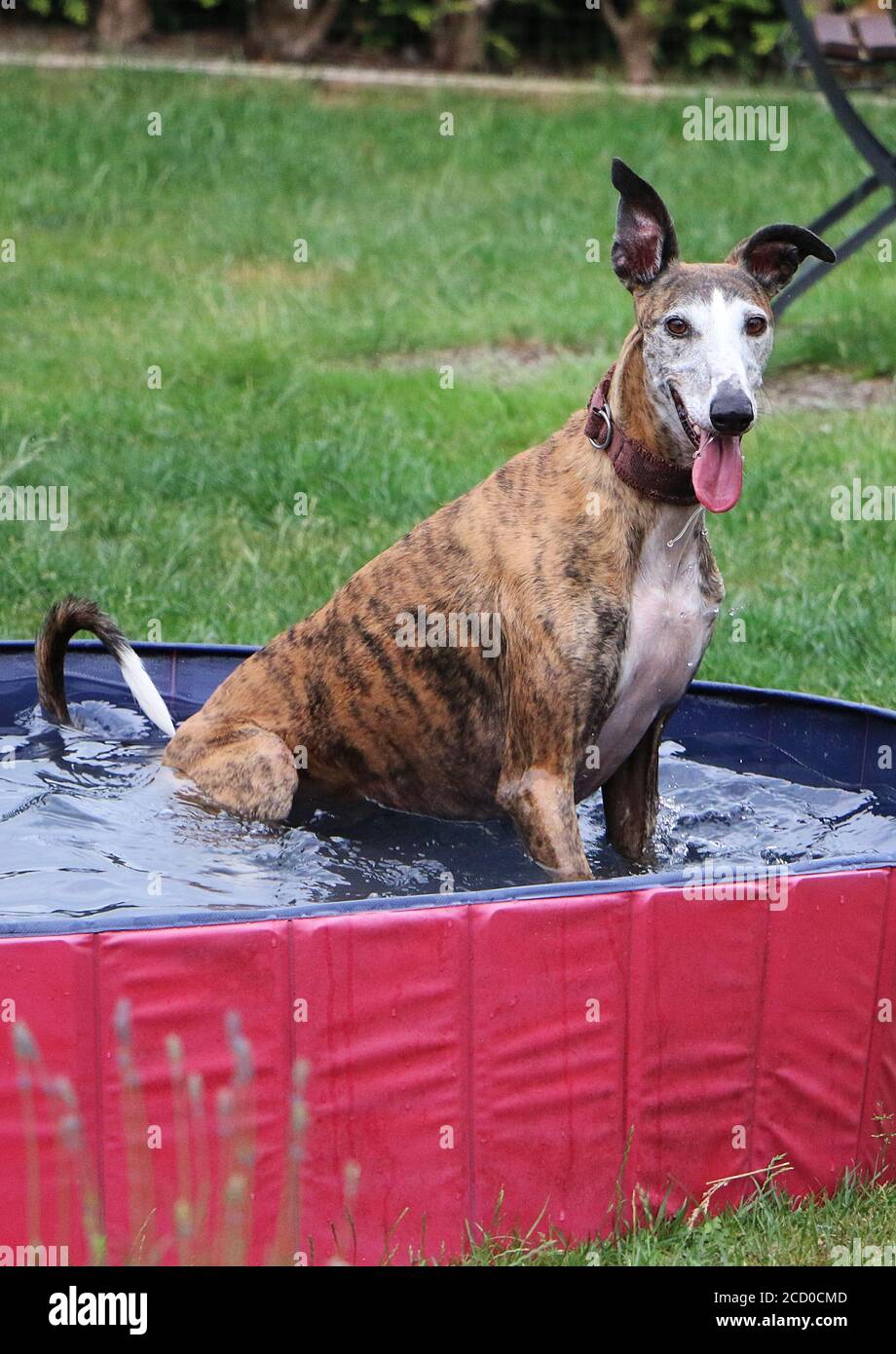 Whippet water hi-res stock photography and images - Alamy