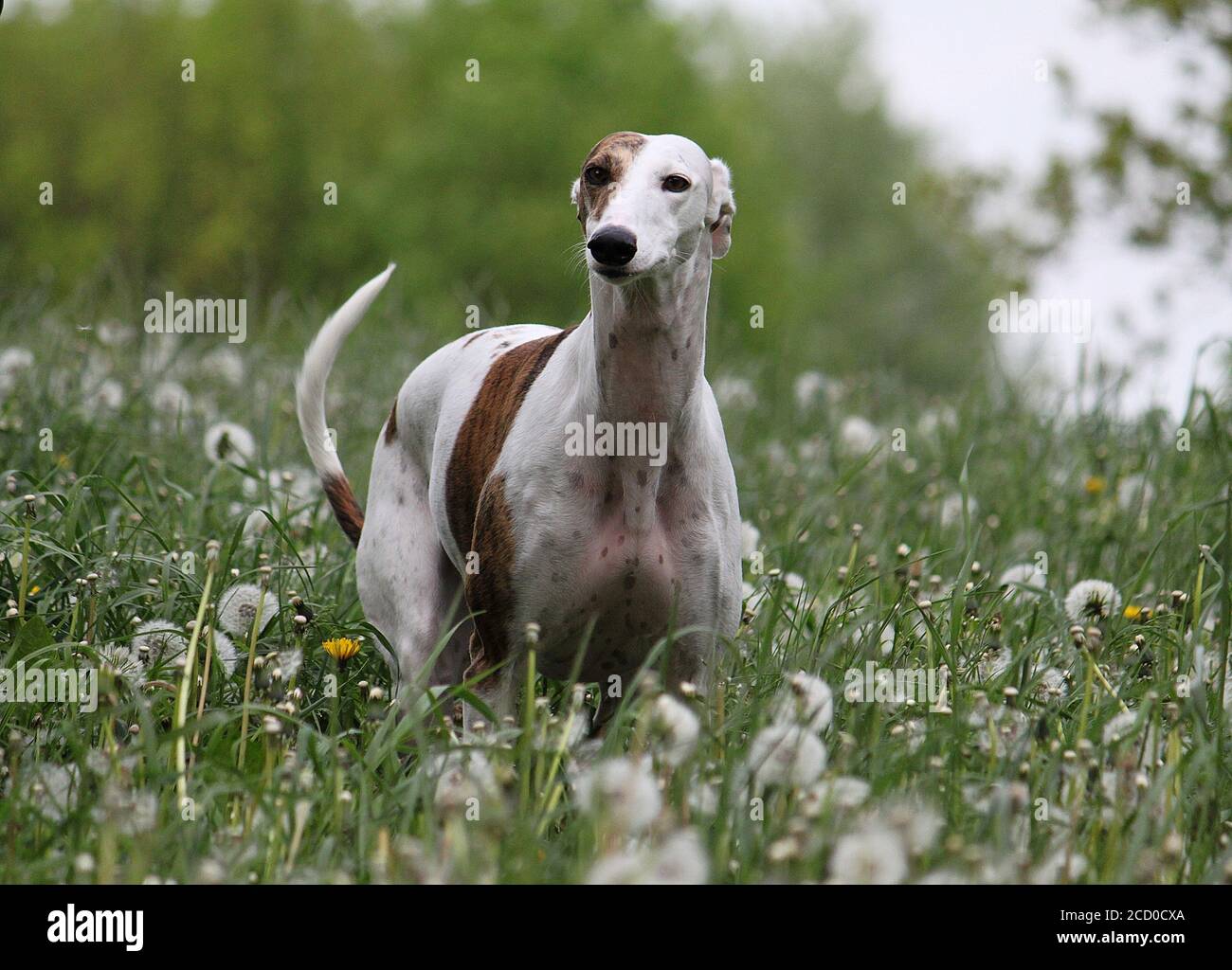 Cute galgo dog playing in a grassy field at daytime Stock Photo - Alamy