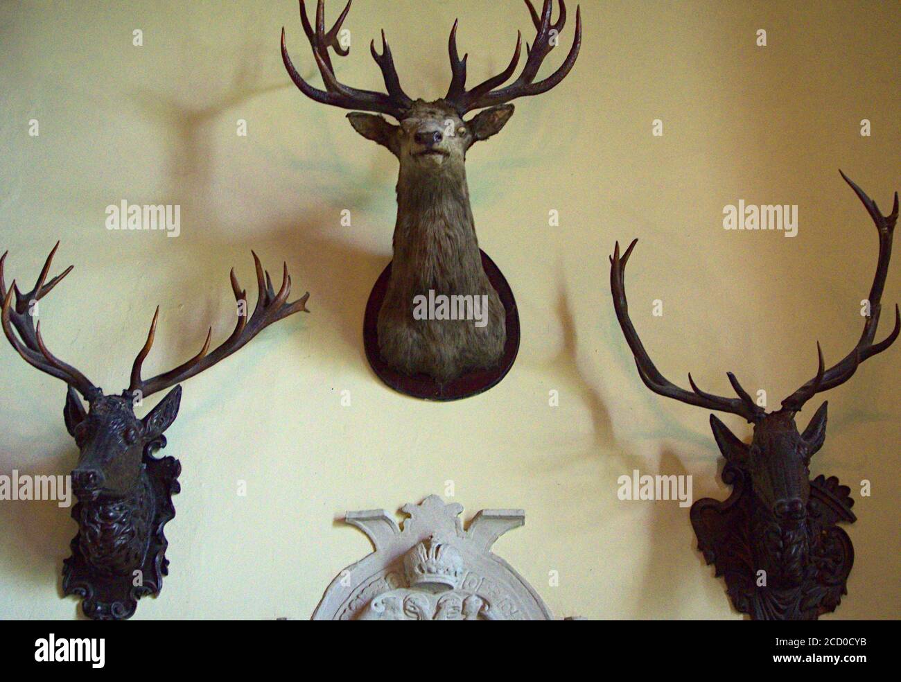 Animal trophies on a wall hi-res stock photography and images - Alamy