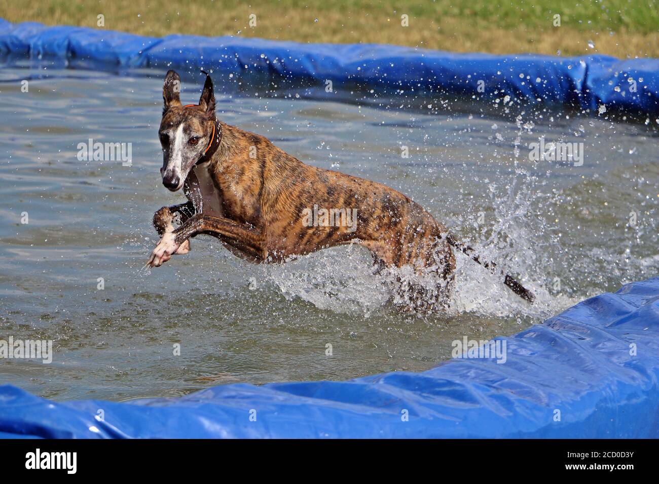 Greyhound dog enjoying a splash in the small temporary pool Stock Photo ...