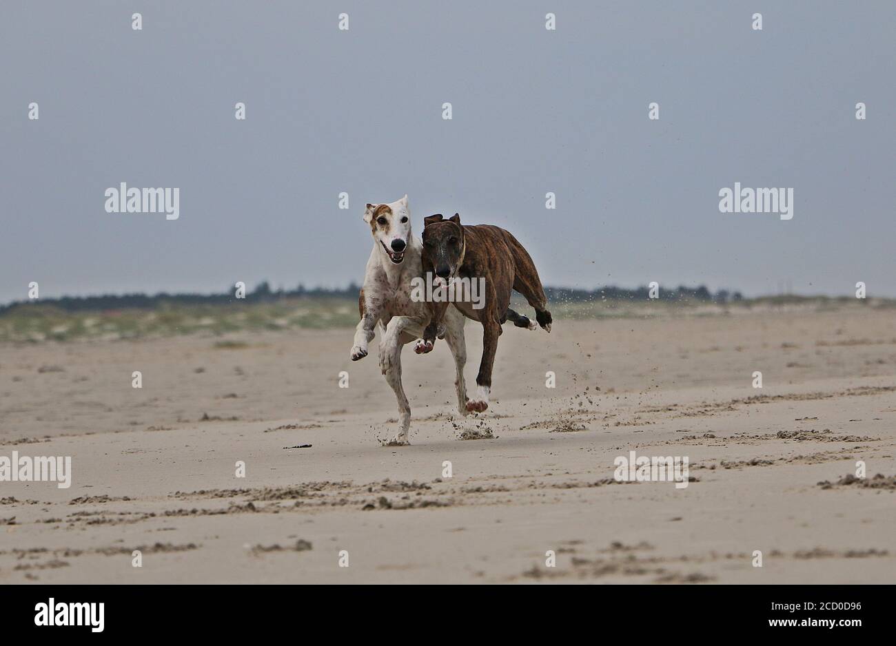 Two greyhounds playing on the beach hi-res stock photography and images ...