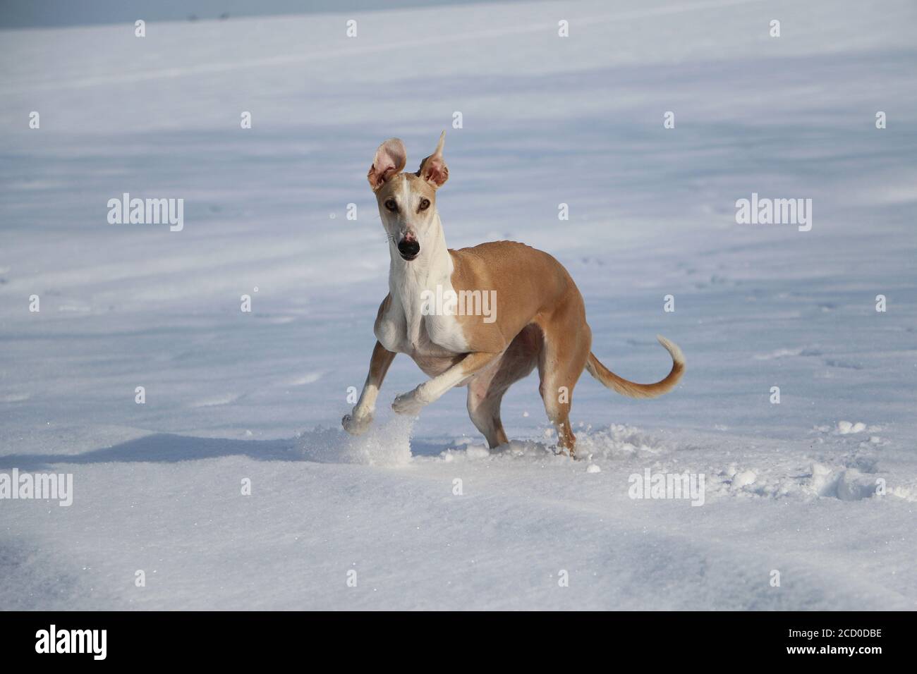 Selective focus shot of a cute Spanish greyhound in a snowy field Stock ...