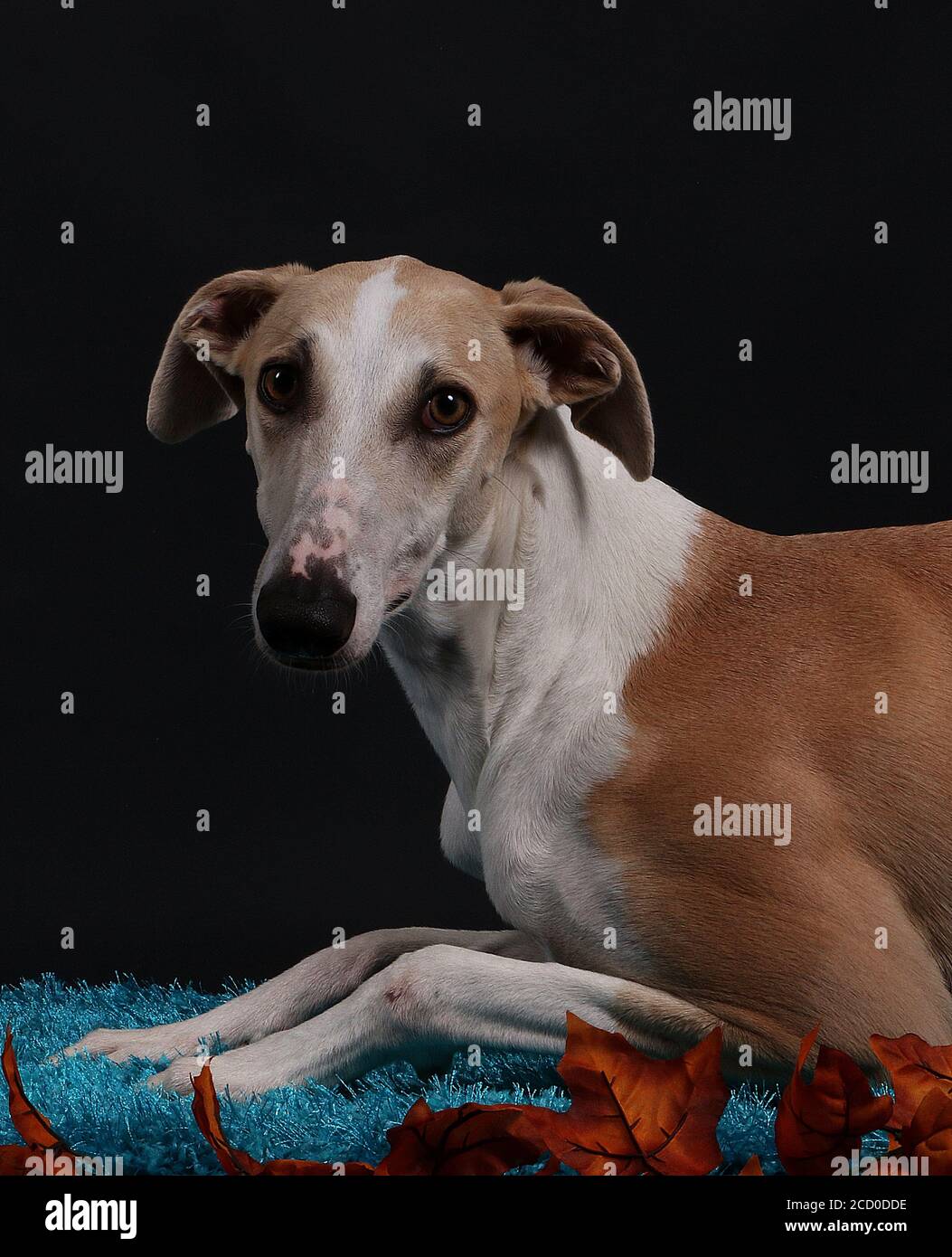 Selective focus shot of an adorable dog Stock Photo - Alamy