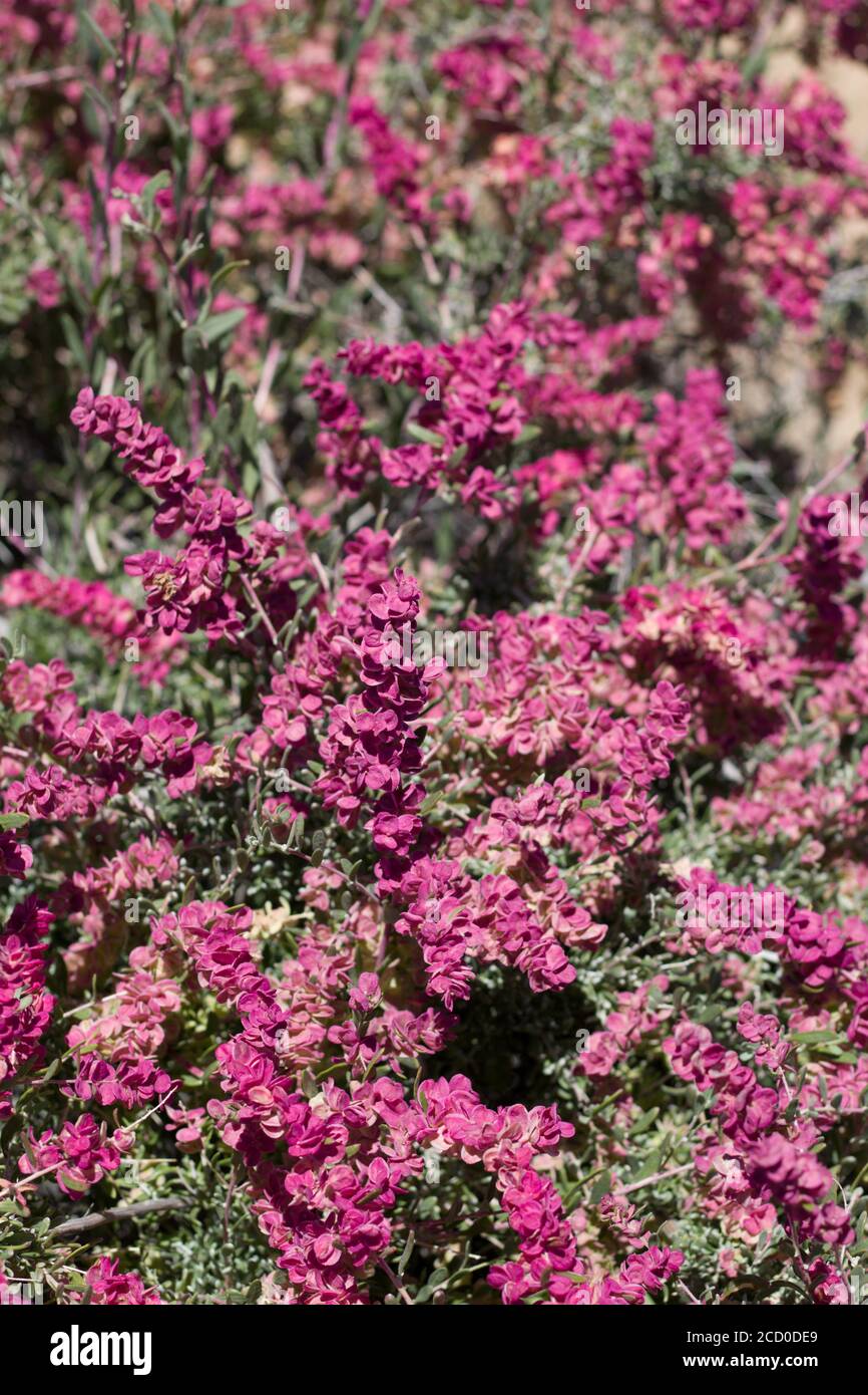 Red bracts with minute inflorescences, Spiny Hopsage, Grayia Spinosa ...