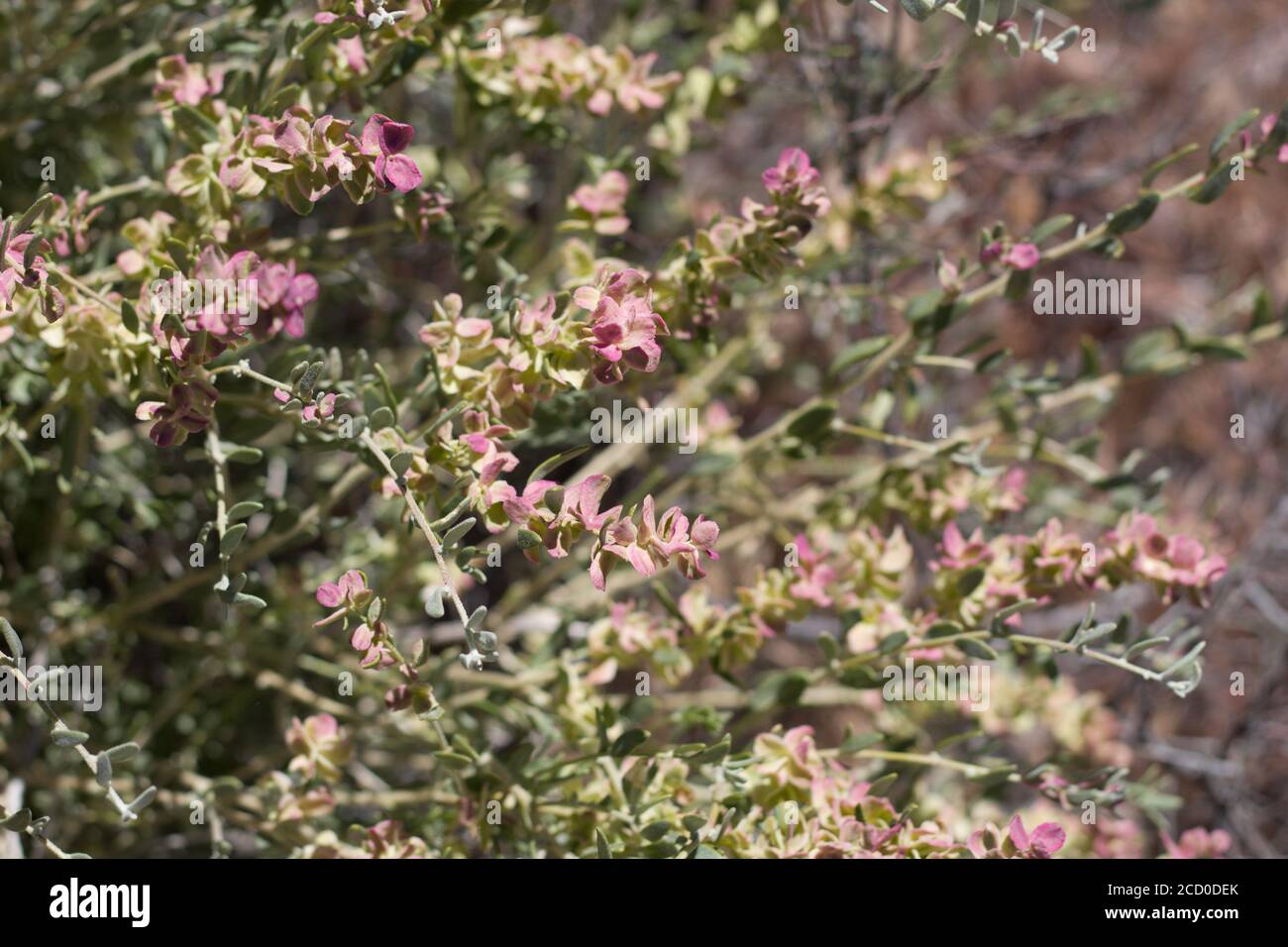 Spiny tree hi-res stock photography and images - Alamy