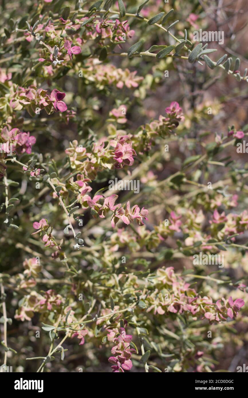 Spiny desert hi-res stock photography and images - Alamy