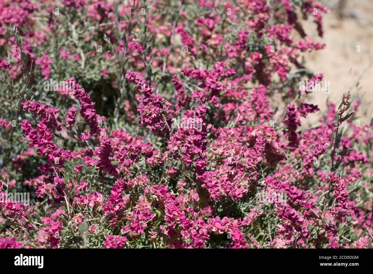 Spiny hopsage hi-res stock photography and images - Alamy