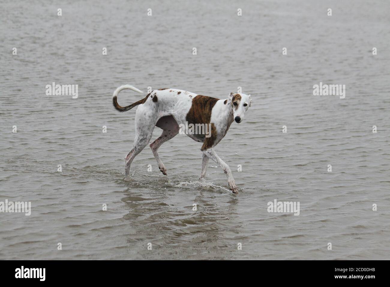 Cute spanish galgo dog wandering around at daytime Stock Photo - Alamy