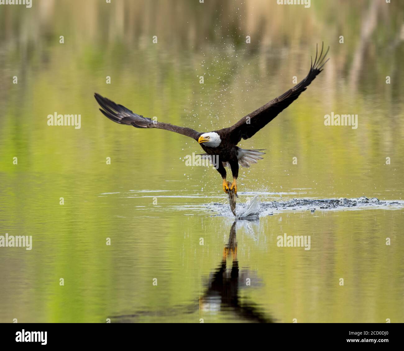 American Bald Eagle catches a fish Stock Photo - Alamy