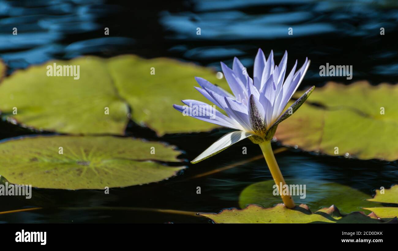 Purple water lily (Nymphaea species) flower on large round leaves Stock ...