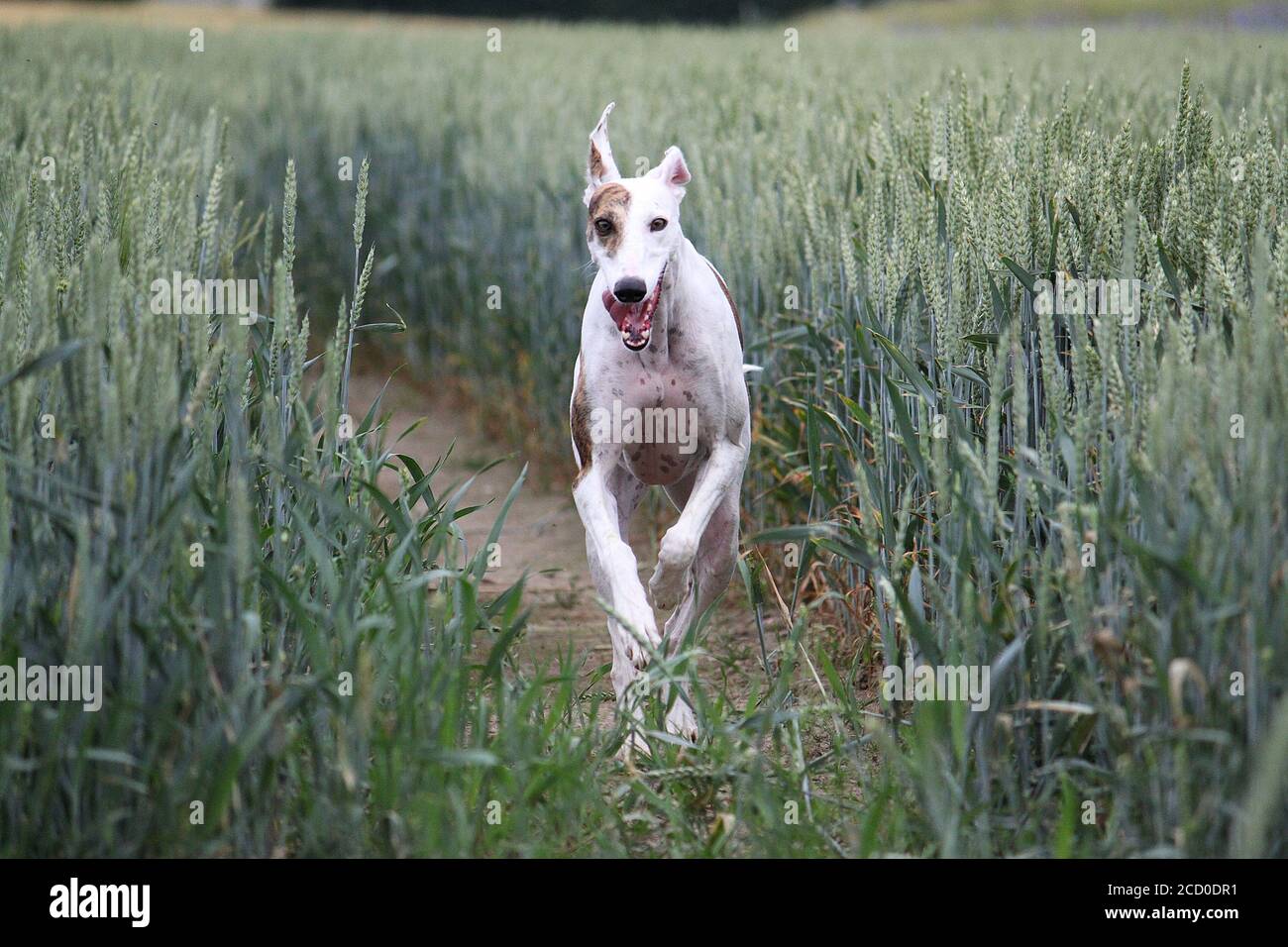 Funny galgo running in a cornfield Stock Photo - Alamy