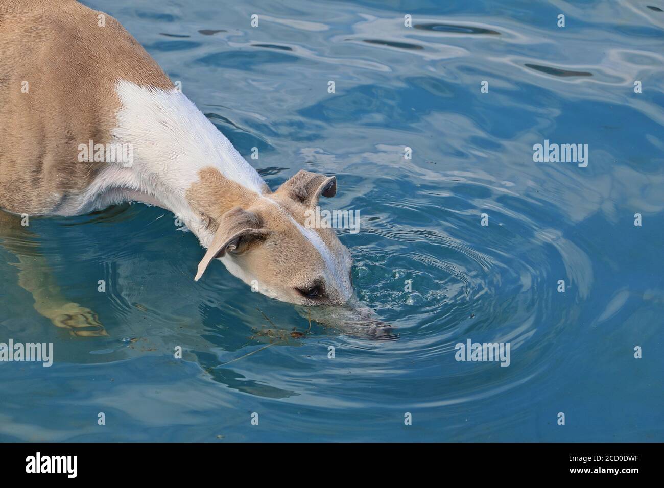 What Happens If My Dog Drinks Pool Water
