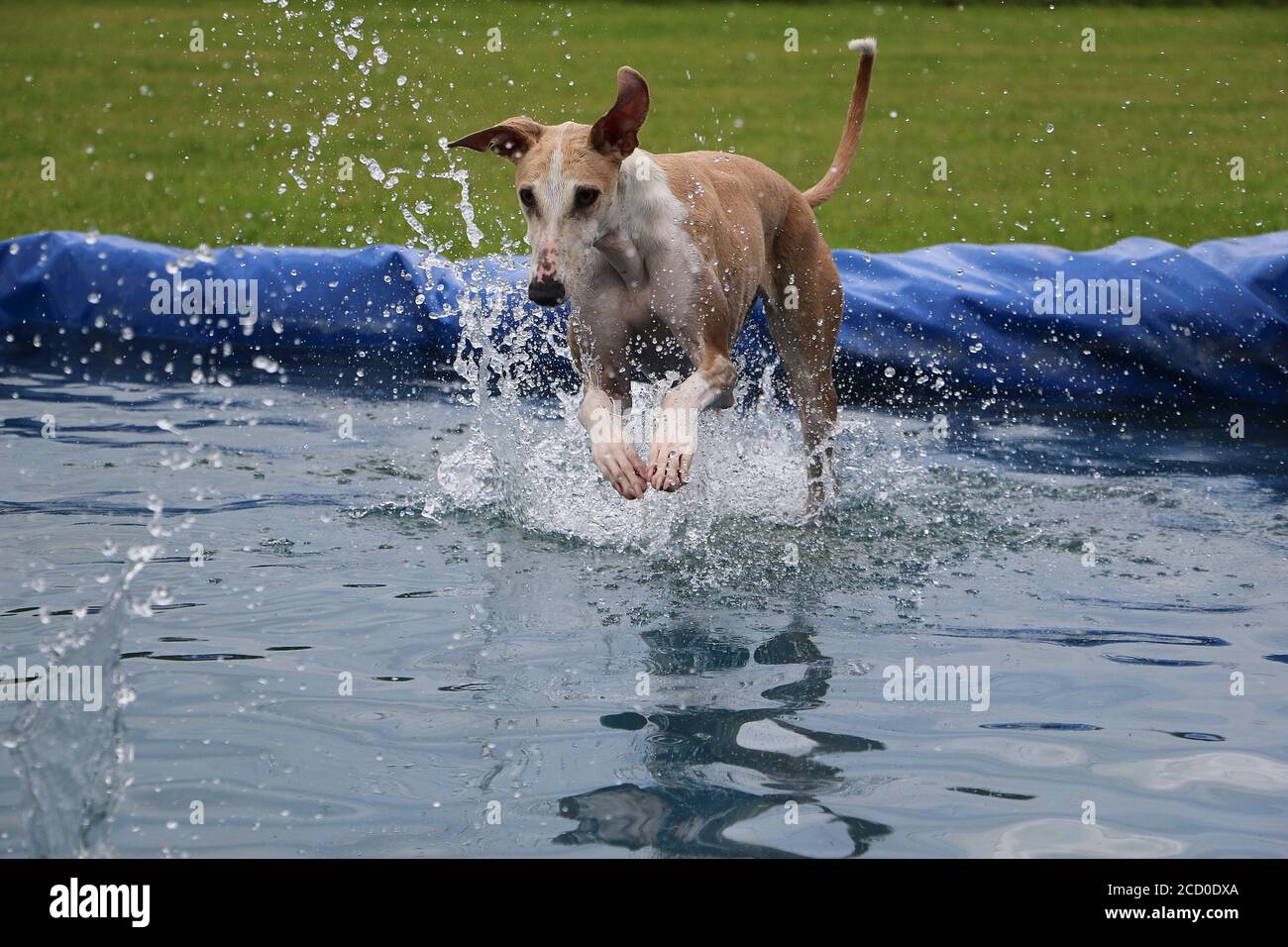 Closeup of a greyhound playing with the water in an inflatable pool ...