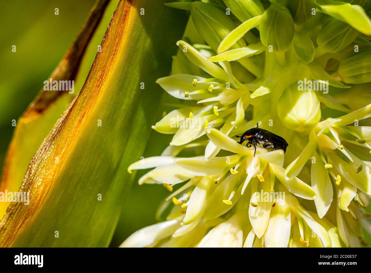 Black African beetle in yellow flowers bloom in Cape Town Stock Photo ...