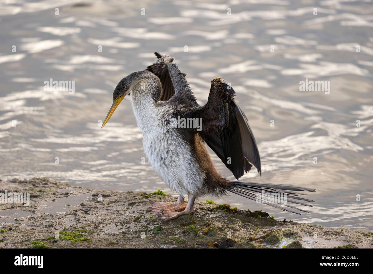 Australian snake bird hi-res stock photography and images - Alamy