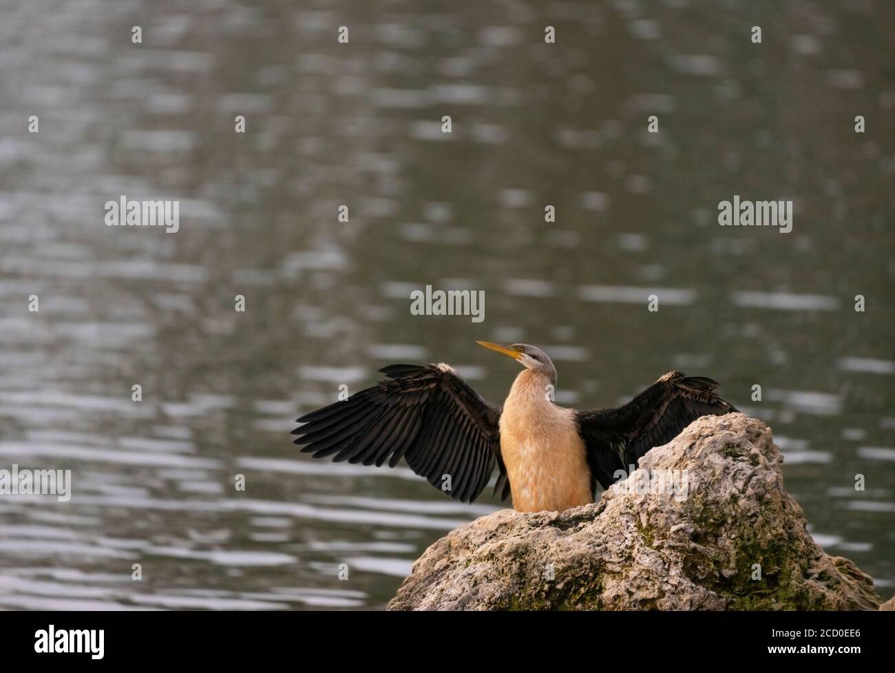 Australian Darter (Snake Bird) drying wings on the rock near water on ...