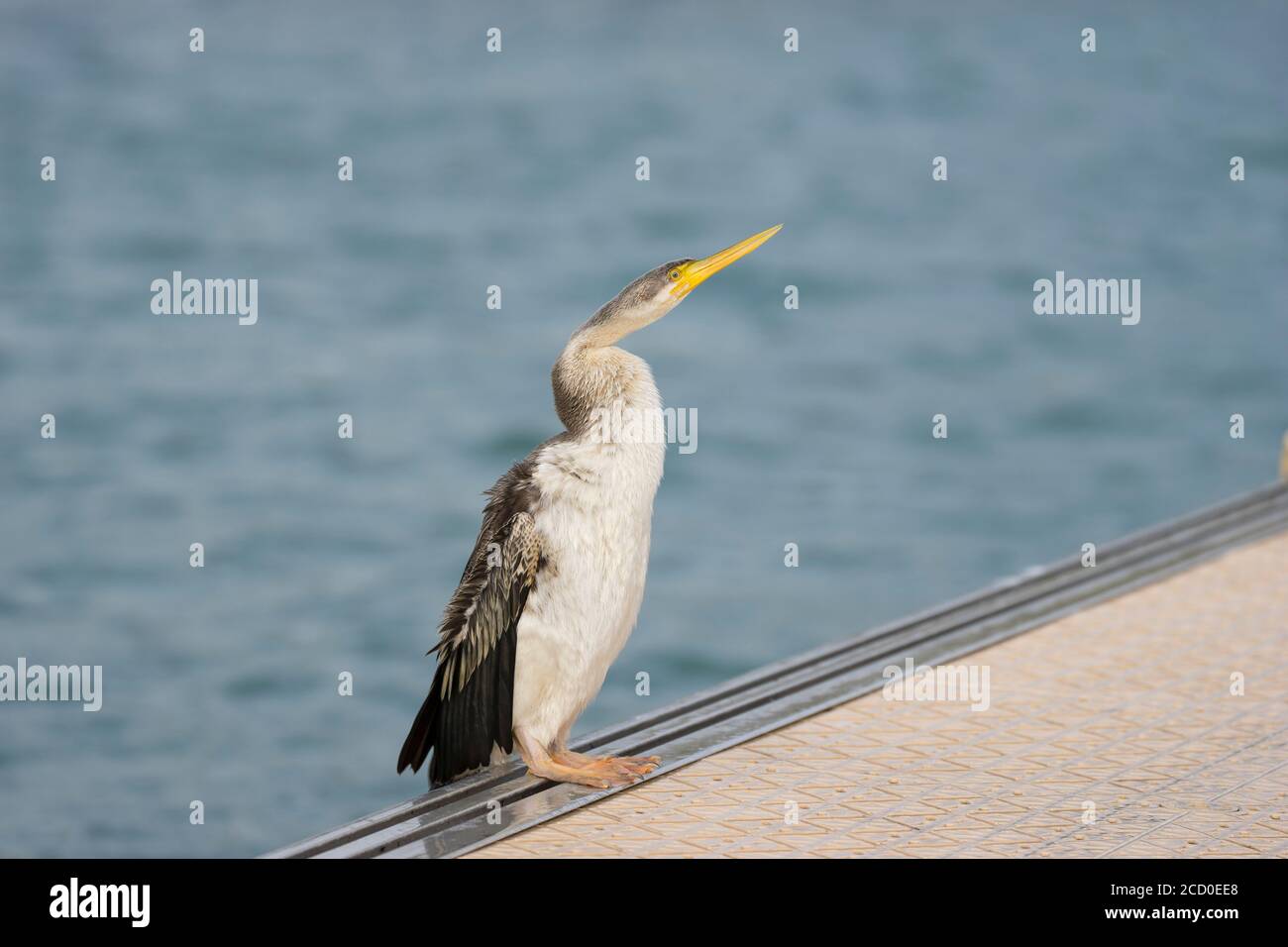 Australian Darters High Resolution Stock Photography and Images - Alamy