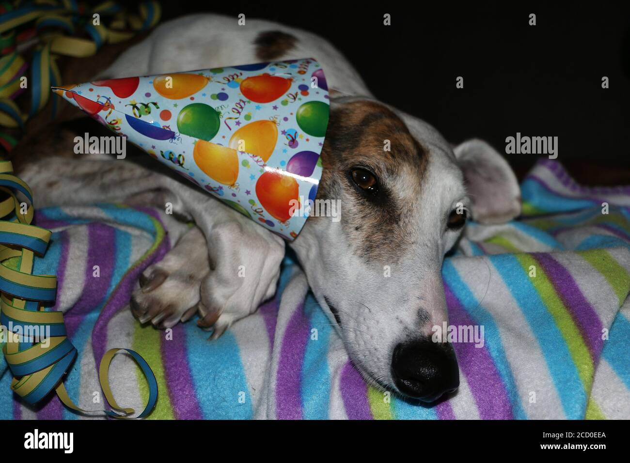 Cute galgo lying on the couch after a birthday party Stock Photo - Alamy