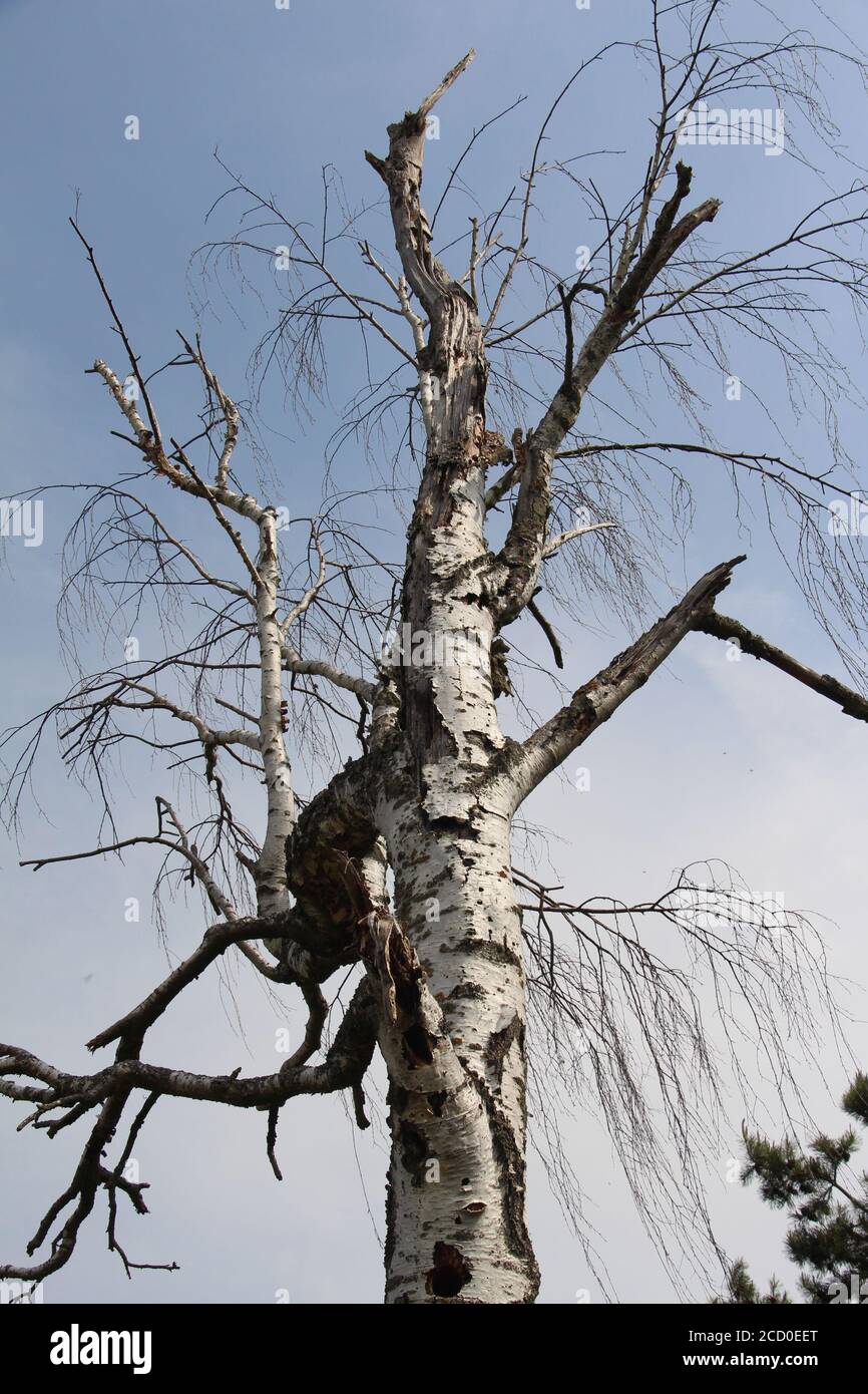 Dead birch tree hi-res stock photography and images - Alamy