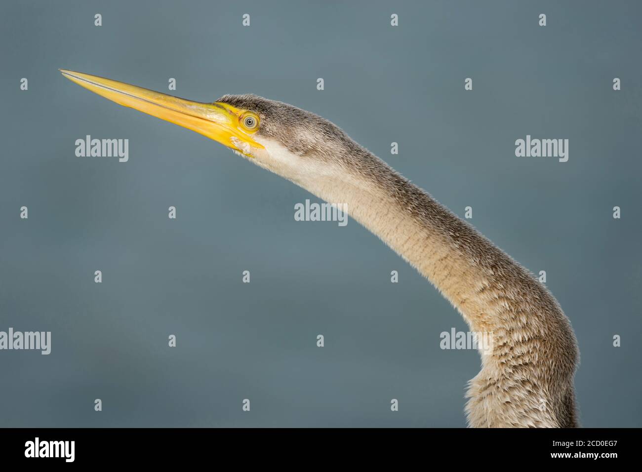Australian snake bird hi-res stock photography and images - Alamy