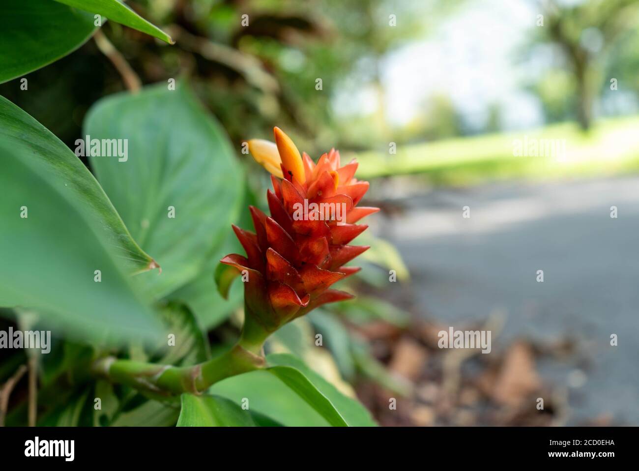 Waiting for leafs hi-res stock photography and images - Alamy