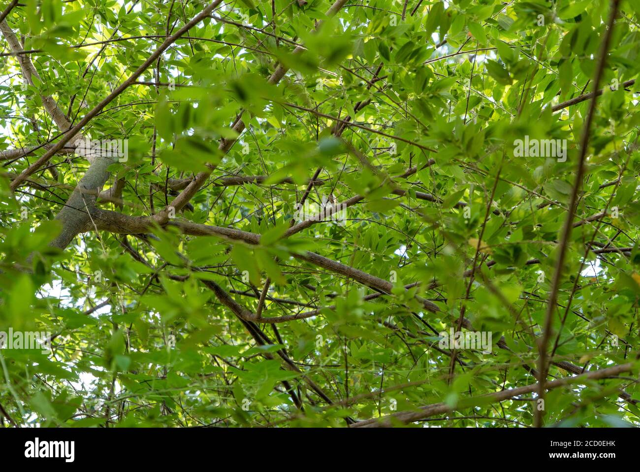 Chaotic branched and leaves. Plant fight to get to the top Stock Photo ...