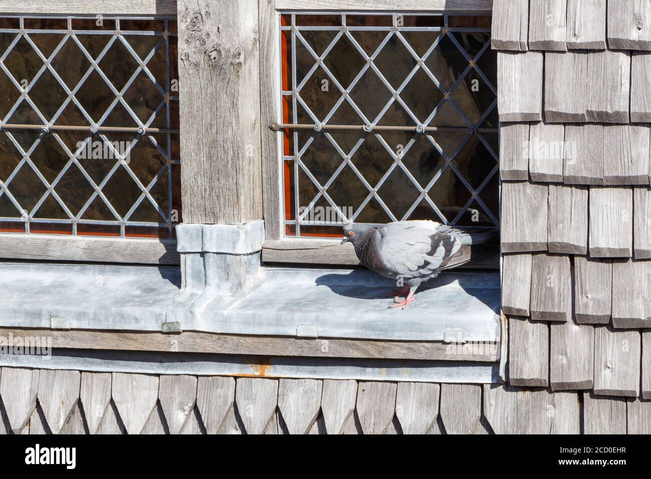 Pigeon landed on the edge of a window Stock Photo - Alamy