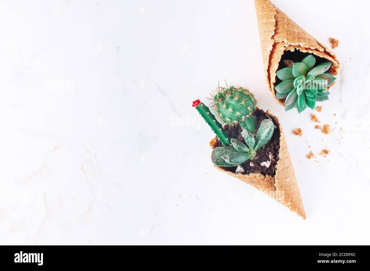 Cactus and succulents in the ice cream cones on white stone background ...