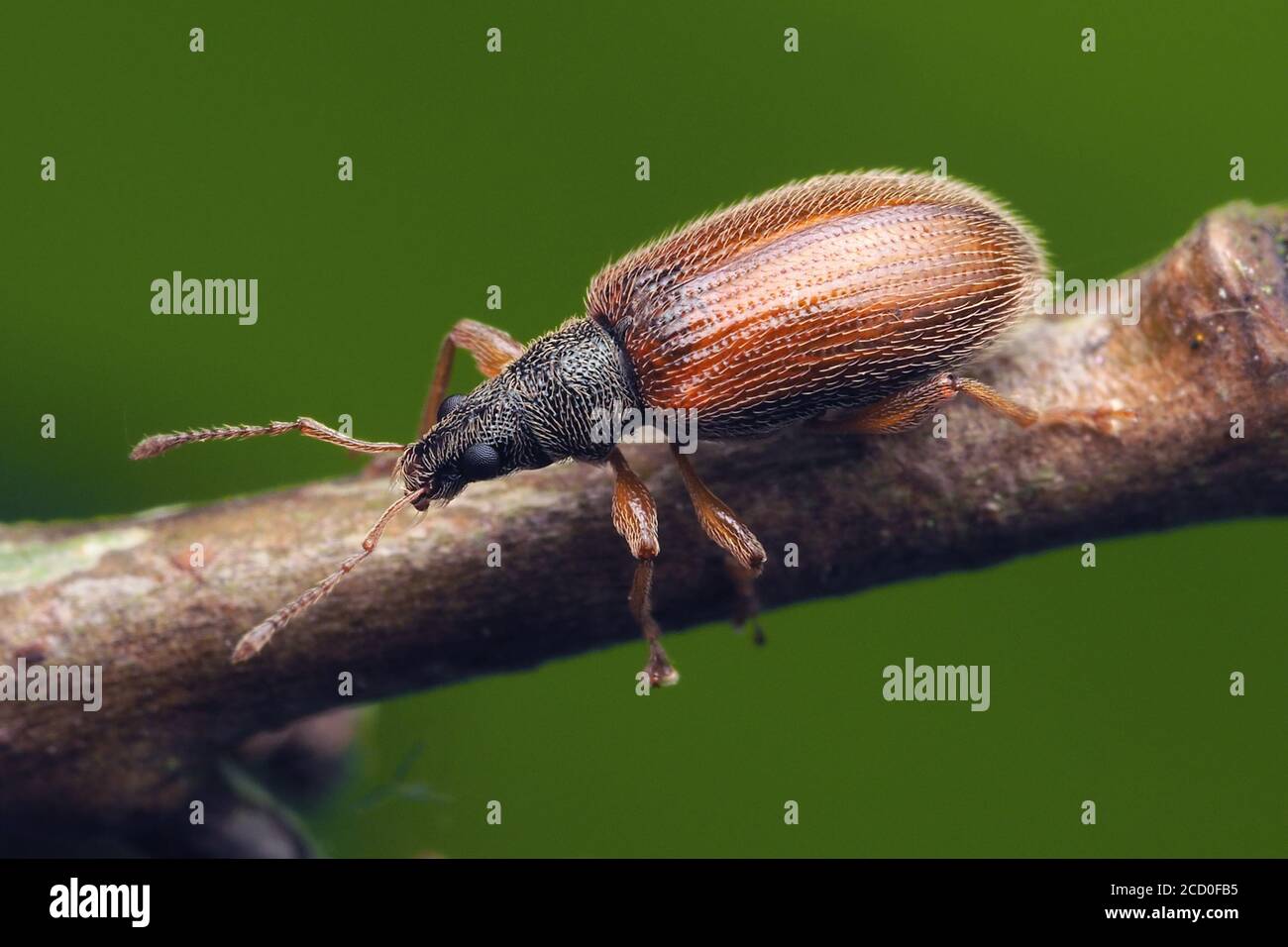 Oblongus hi-res stock photography and images - Alamy