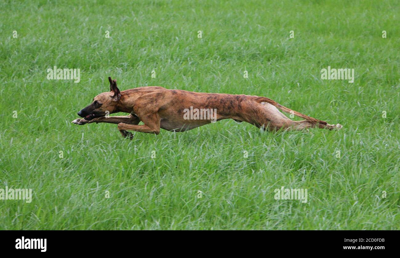 Greyhound dog enjoying and playing on the grass field Stock Photo - Alamy