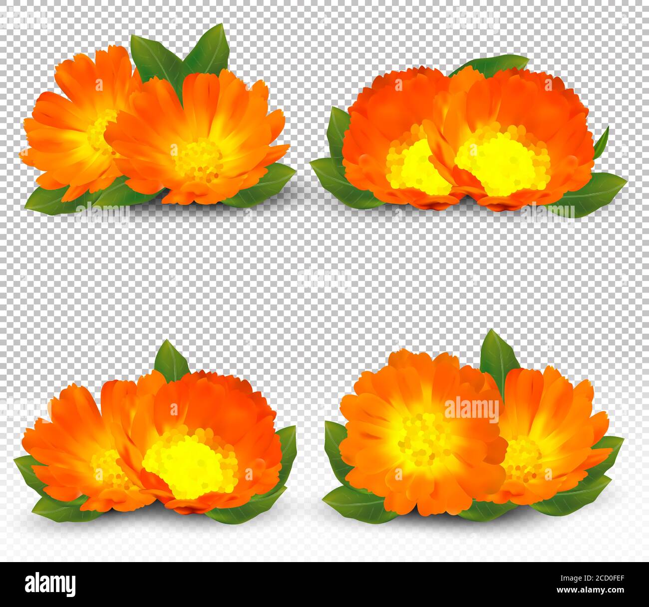 3d realistic calendula on transparent background. Fragrant flower ...