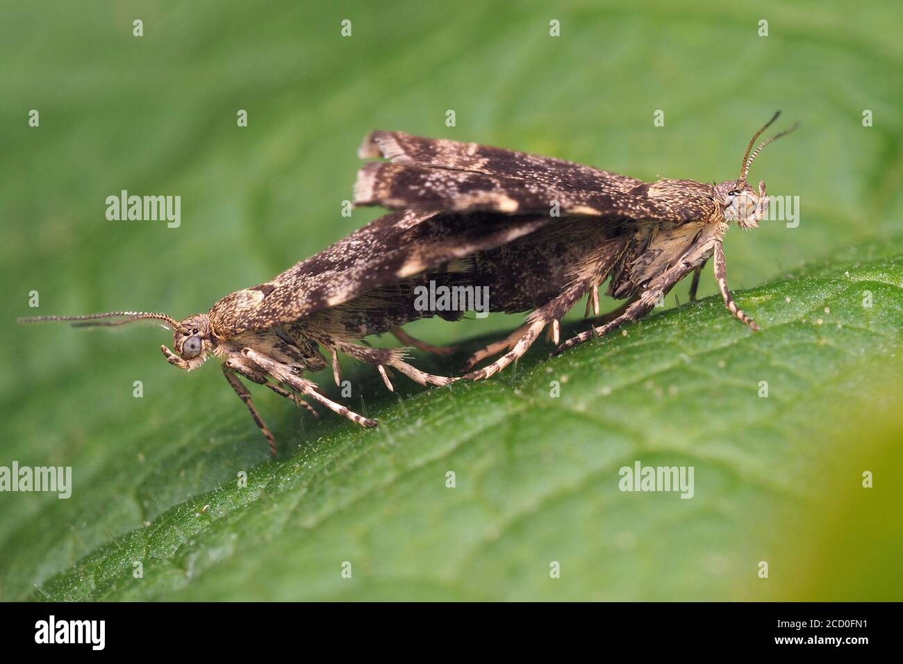 Mating Moths High Resolution Stock Photography and Images - Alamy