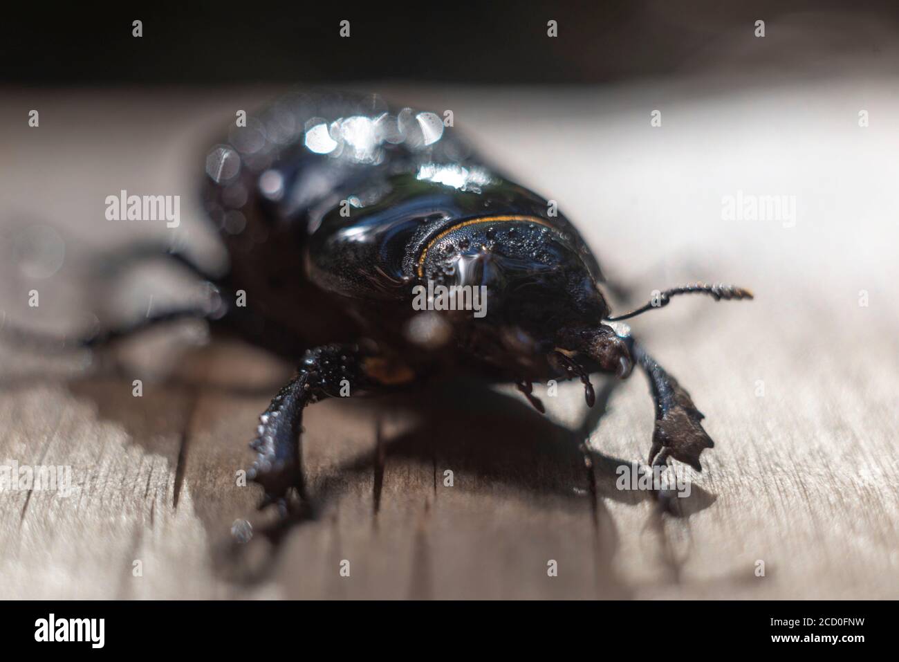 closeup of a large brown beetle with horns, on a wooden background, in ...