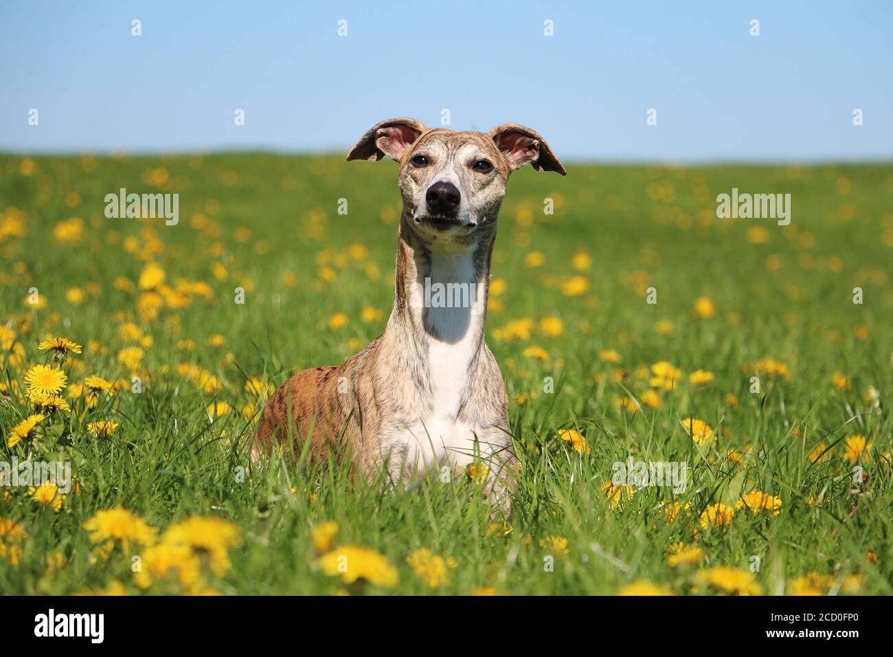 Brindle whippet hi-res stock photography and images - Alamy