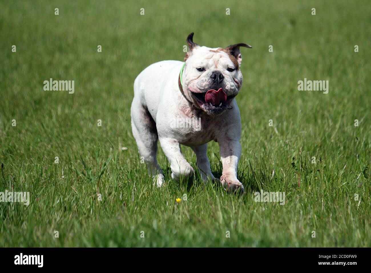 Funny english bulldog running in a field Stock Photo - Alamy