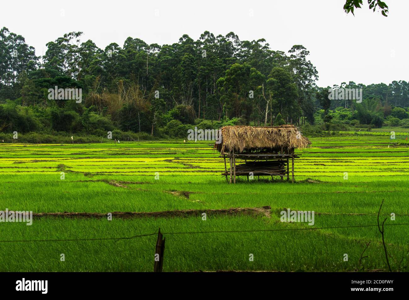 Kerala Village Beauty